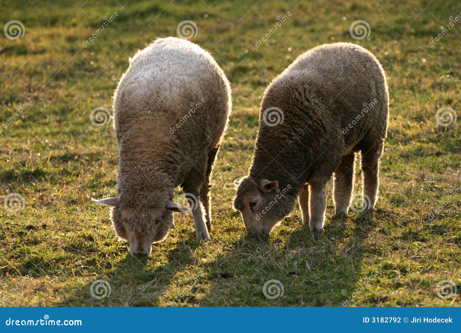 Twins - Sheep Picture. Image: 3182792
