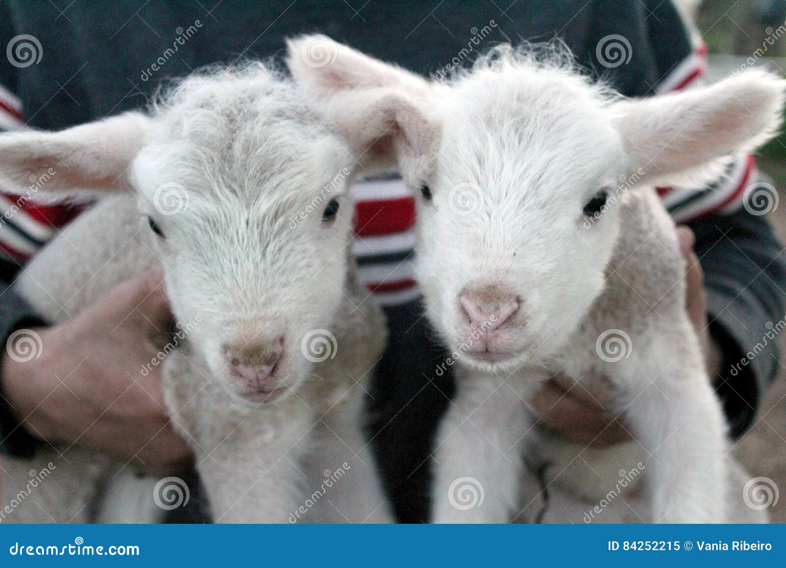 Twins sheep stock image. Image of animal, cute, babes - 84252215