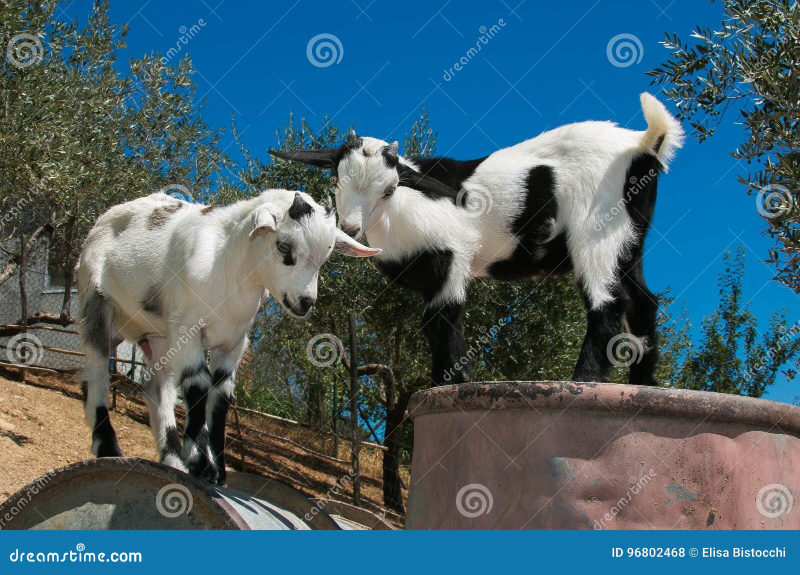 Twins of Tibetan Dwarf Goats Stock Photo - Image of puppies, outdoor ...