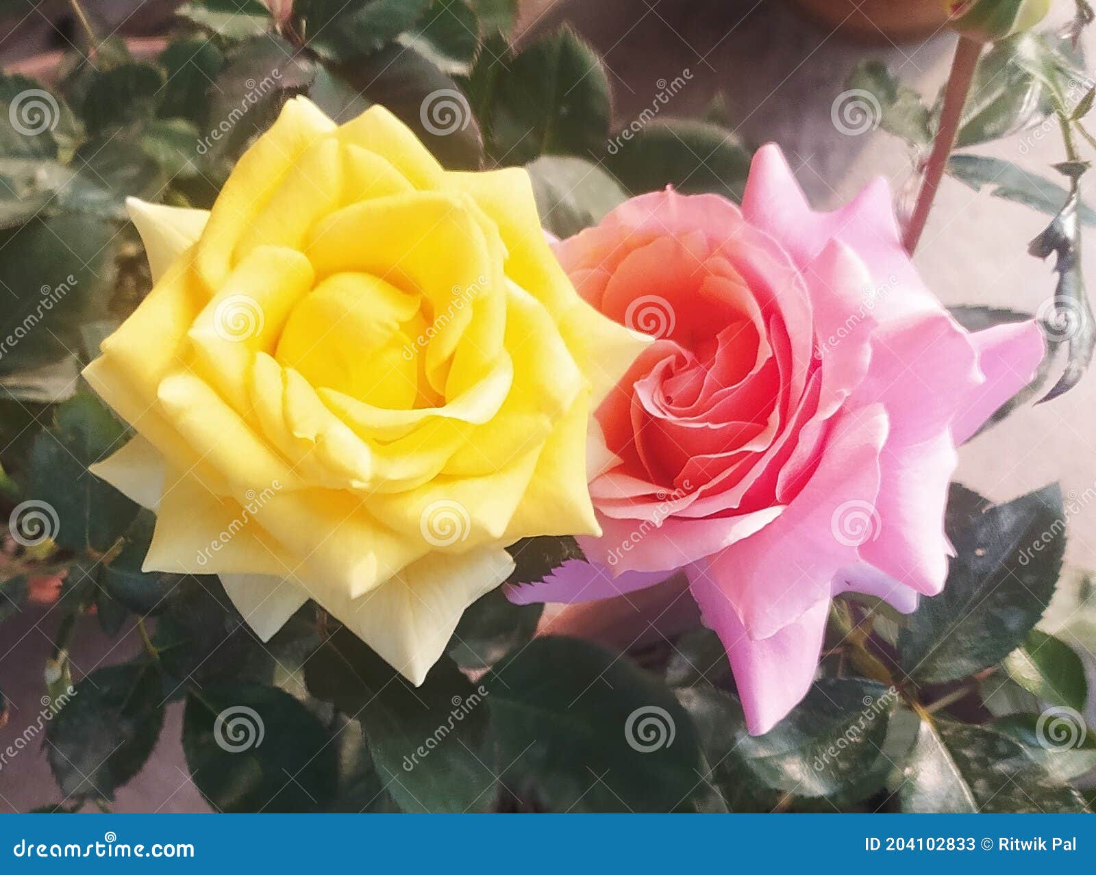 Hot Pink And Yellow Roses