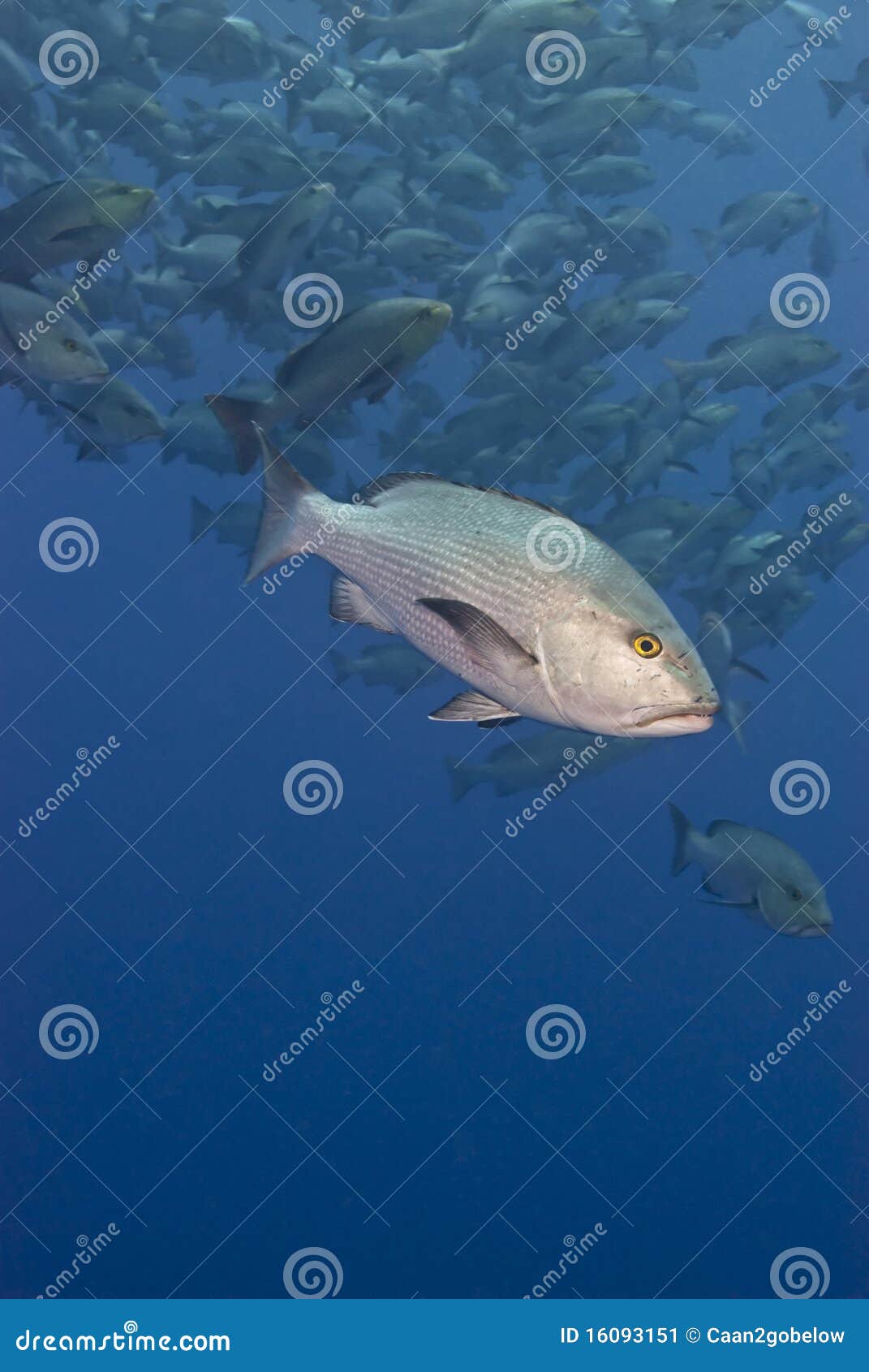 Twinspot snapper. stock image. Image of tropical, underwater - 16093151