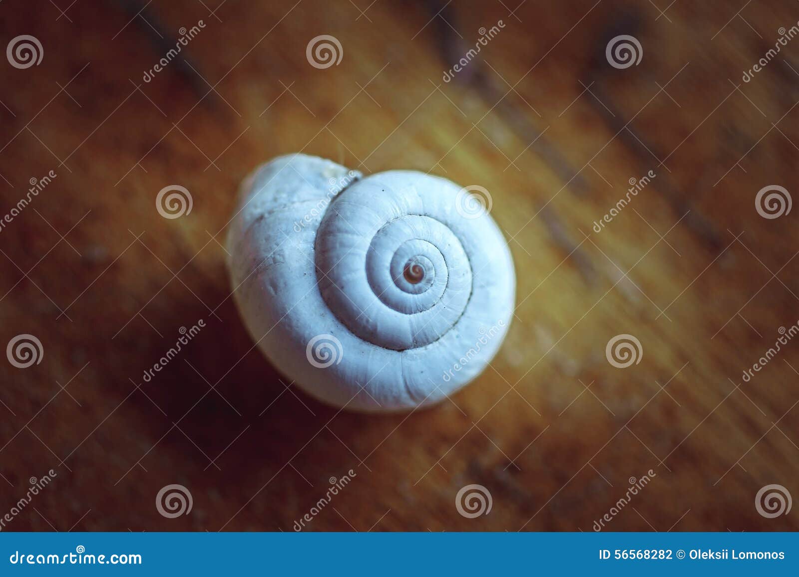 Twirled seashell snail stock photo. Image of brown, depth - 56568282
