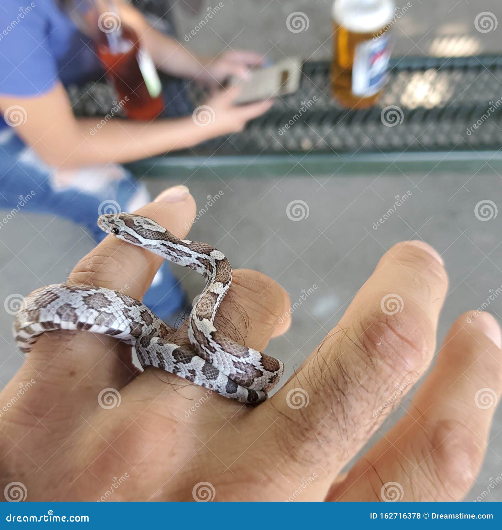 Twirly twirling stock photo. Image of snake, beautiful - 162716378