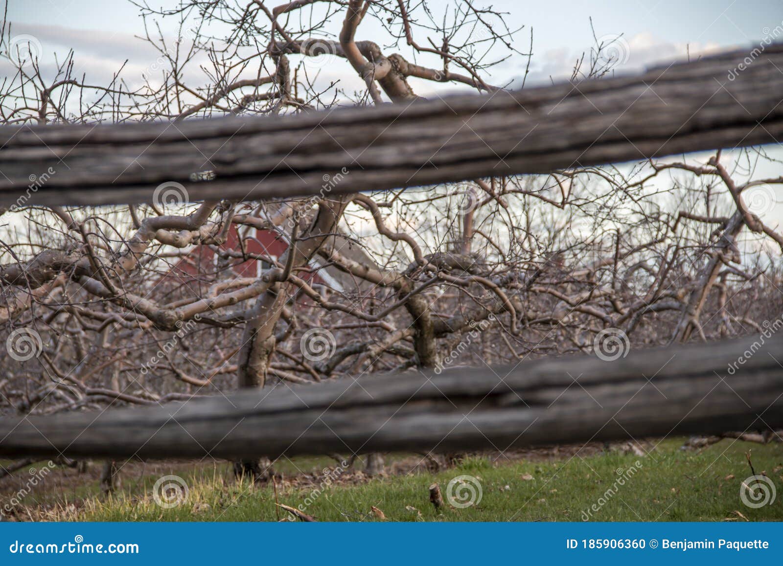 Twisted Apple Tree in an Apple Orchard in the Winter Stock Photo ...
