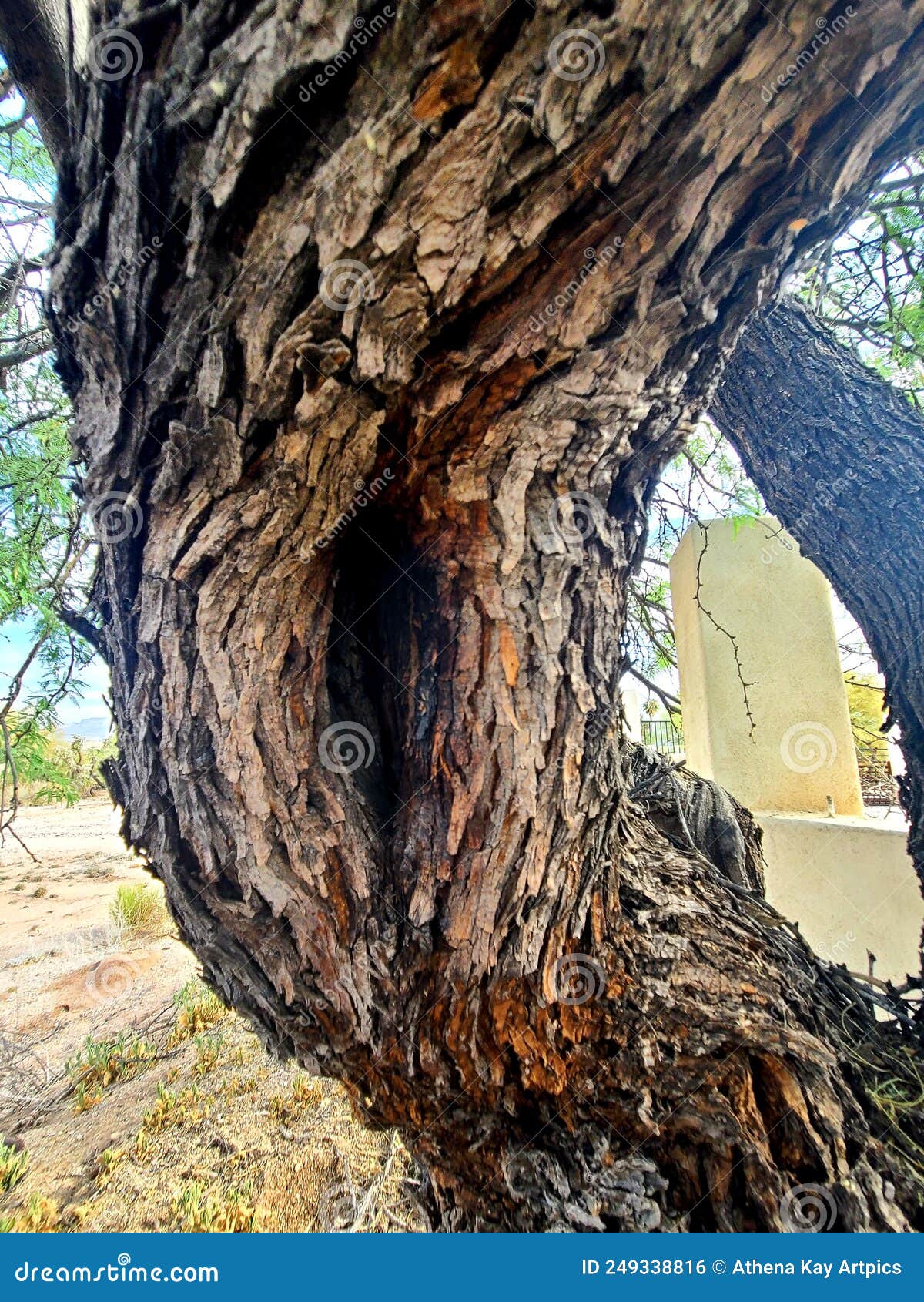 Twisted Arched Mesquite Tree Hole Bark Texture Trunk Desert Plant ...