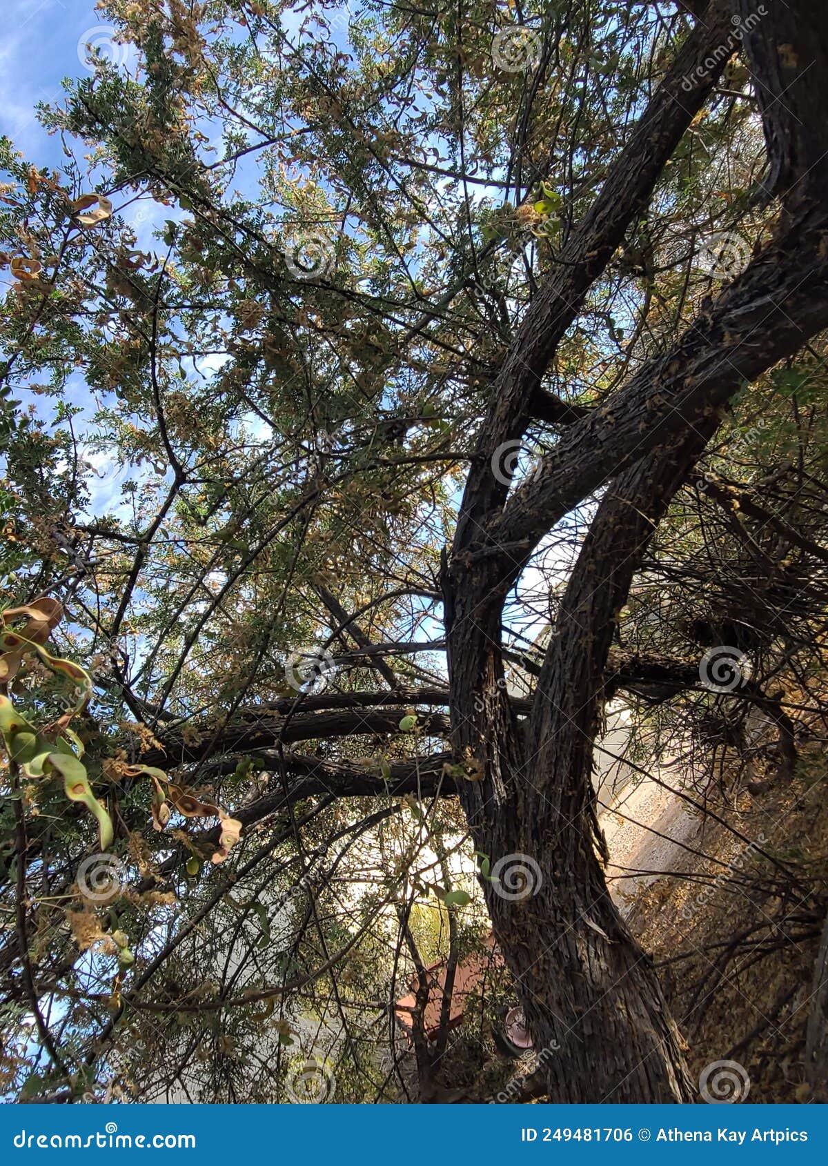 Twisted Arched Tree Branches Limbs in Nature Foliage Desert Photo Stock ...