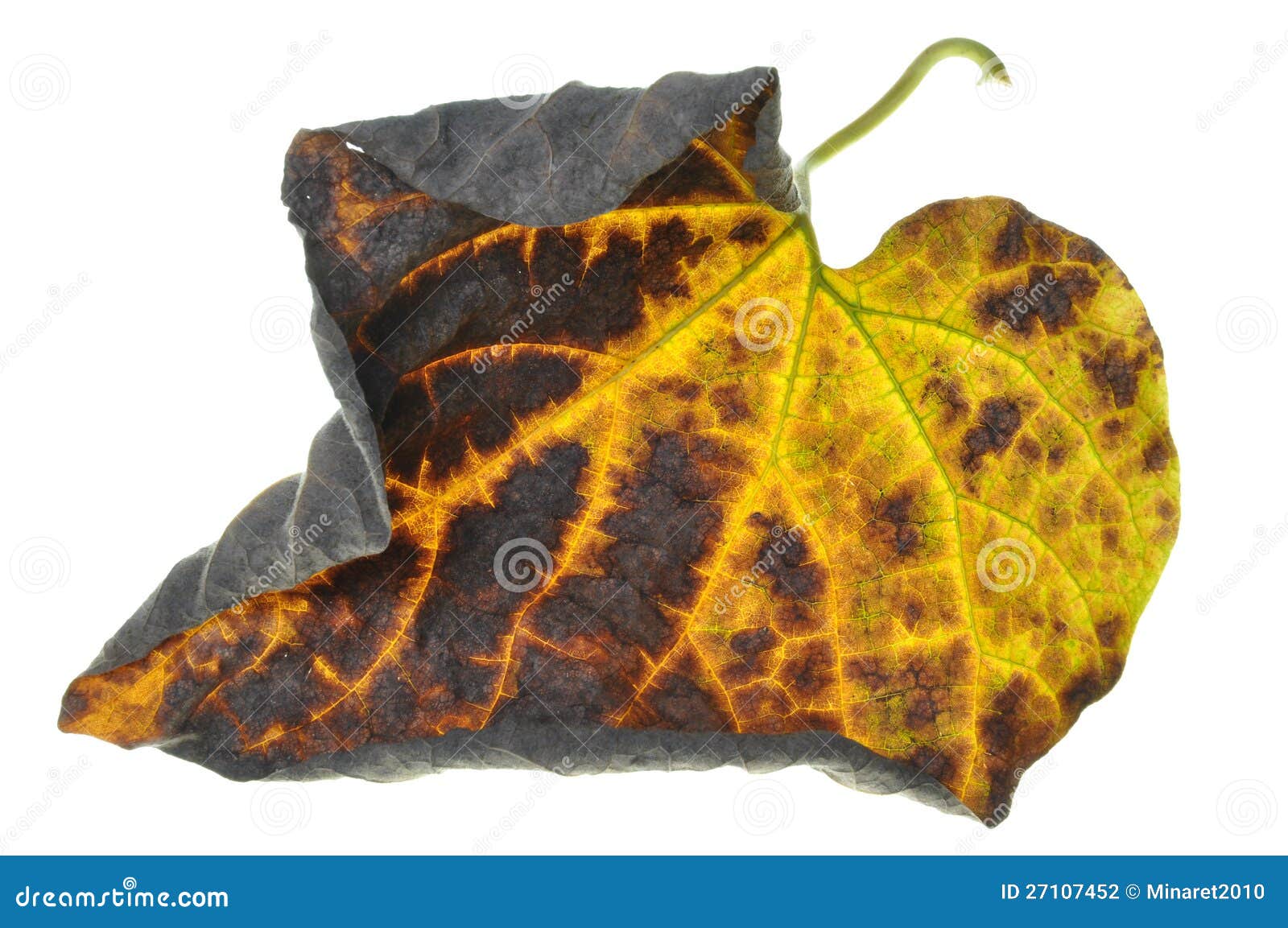 Twisted autumn leaf stock photo. Image of abstract, natural - 27107452