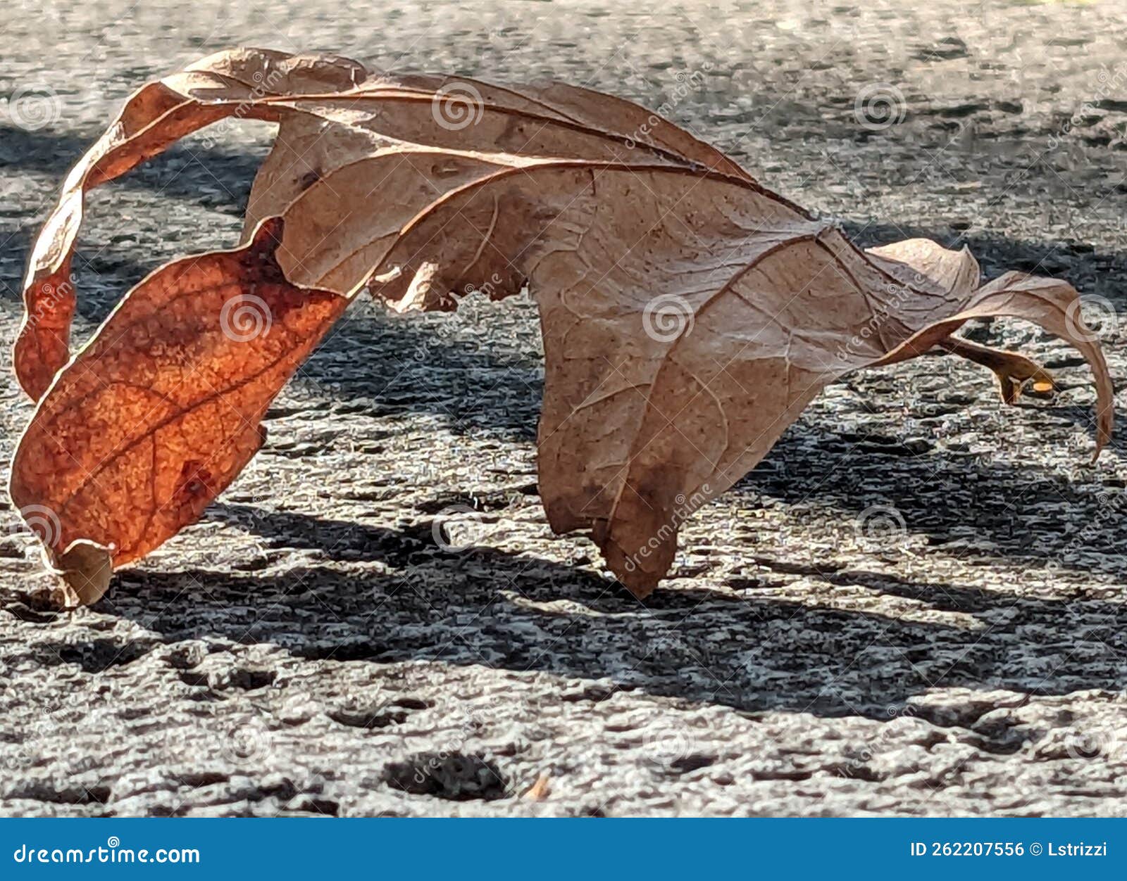 A Twisted Backlit Dry Maple Leaf Casting Its Shadow on the Rough Stone ...
