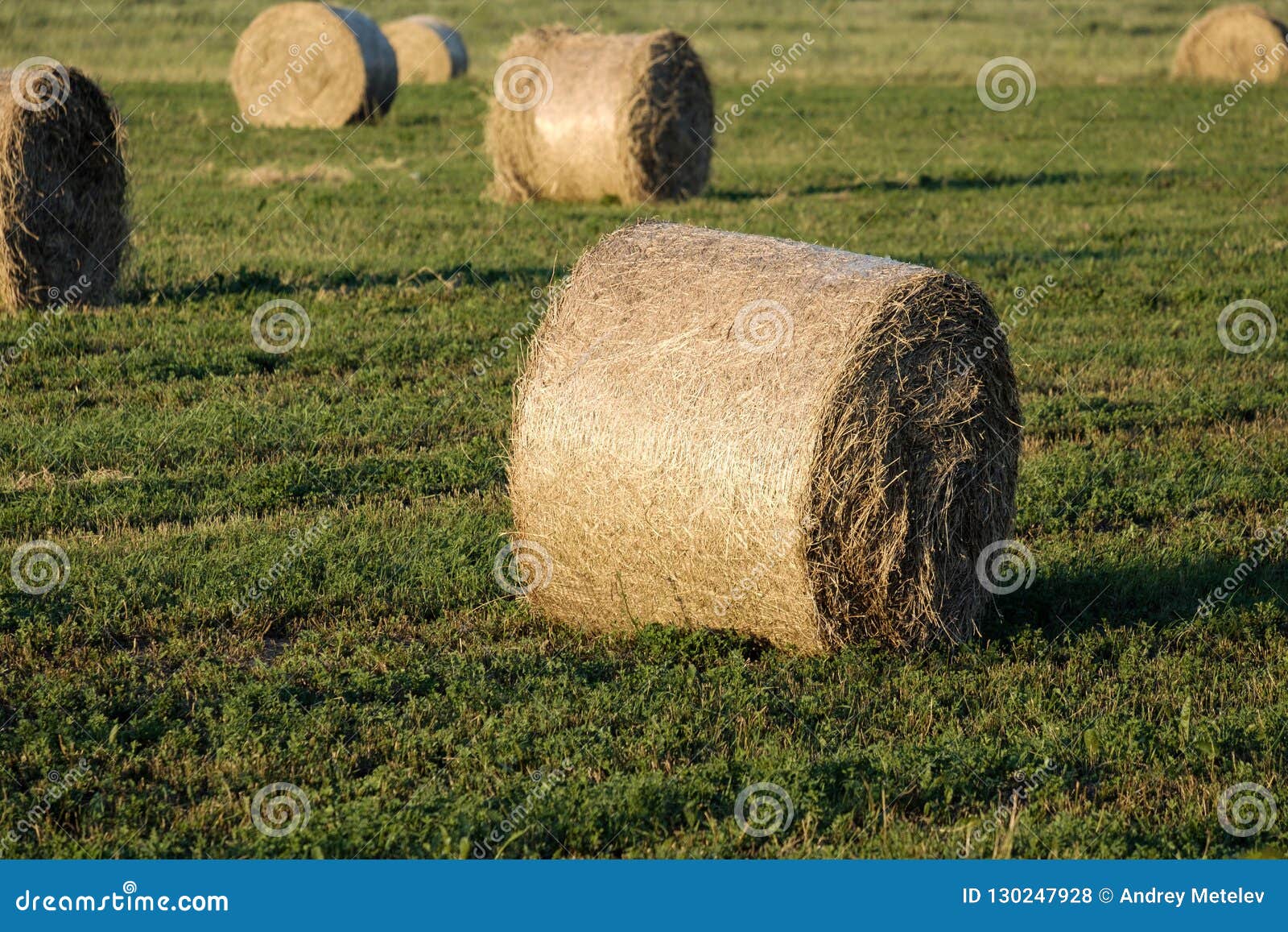 Twisted Bale of Hay on the Field, Summer Time Hay Harvesting Stock ...