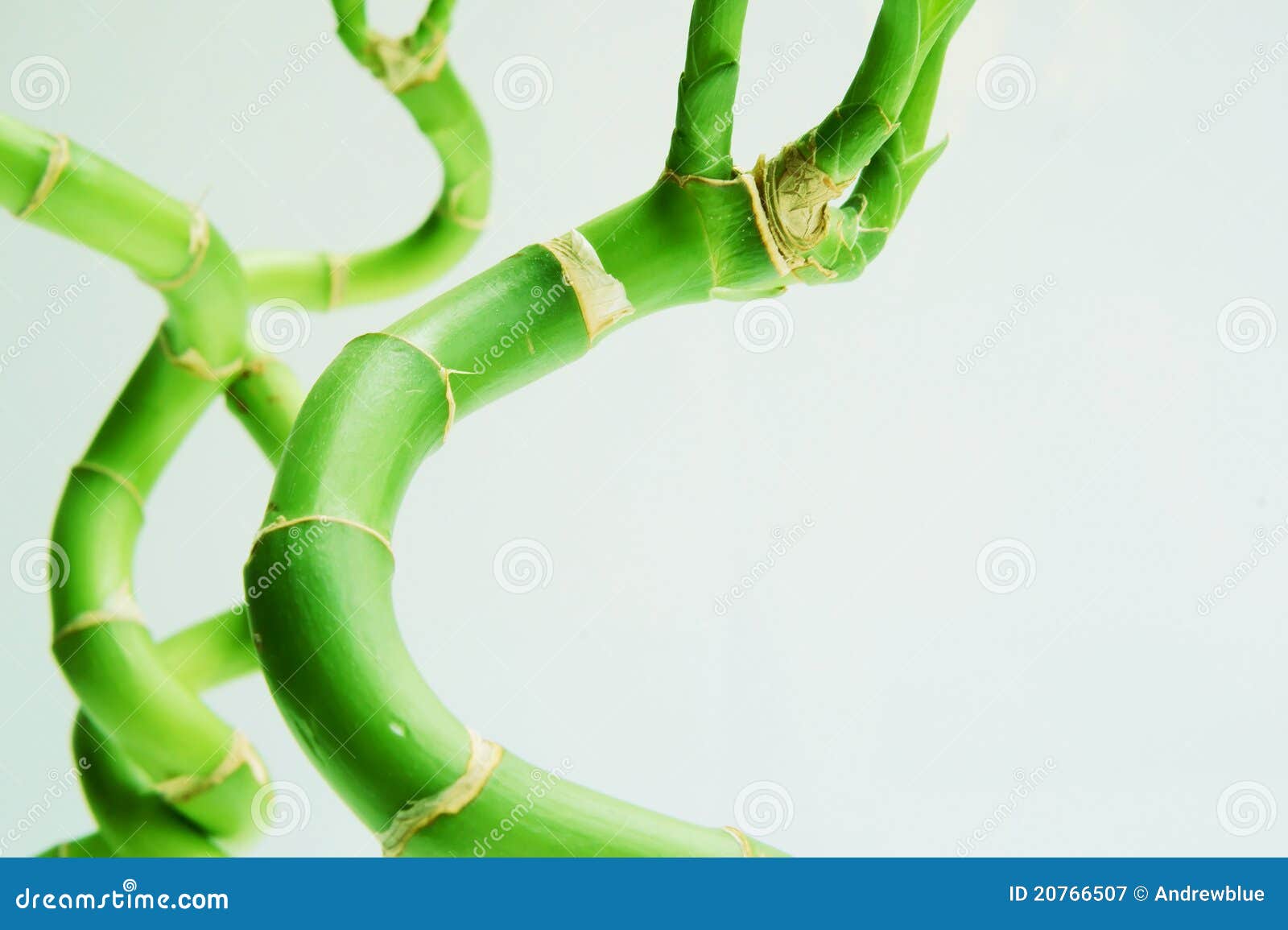 Twisted Bamboo stock image. Image of china, grow, beauty - 20766507