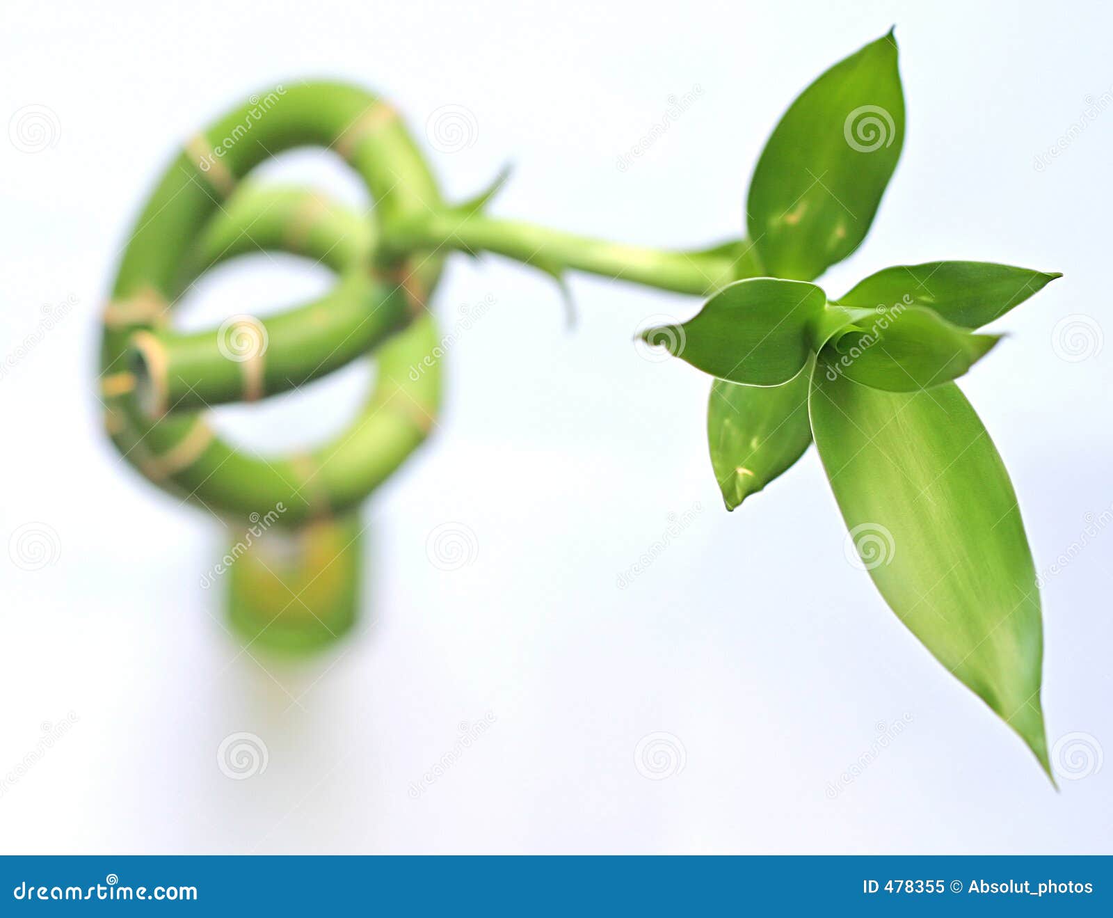 Twisted bamboo stock image. Image of abstract, asia, luck - 478355