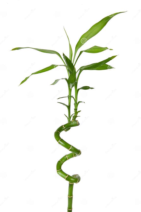 Twisted bamboo stock photo. Image of bamboo, grass, single - 6458072