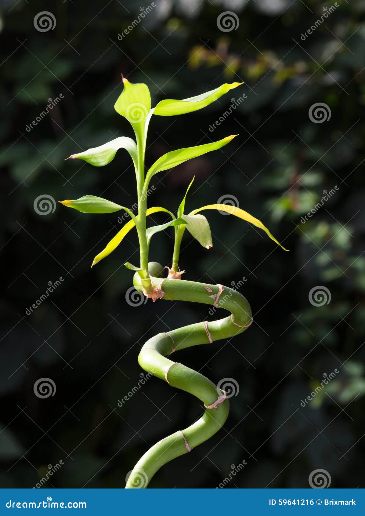 Twisted bamboo stock photo. Image of plants, bamboo, vegetation - 59641216