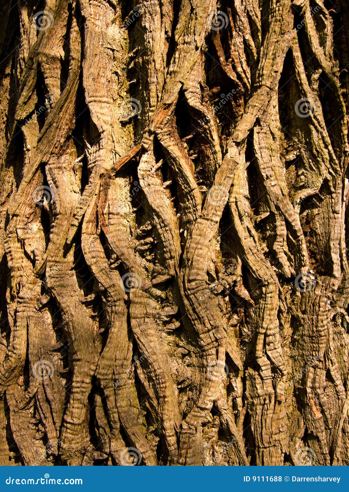 Twisted Bark Royalty Free Stock Photos - Image: 9111688