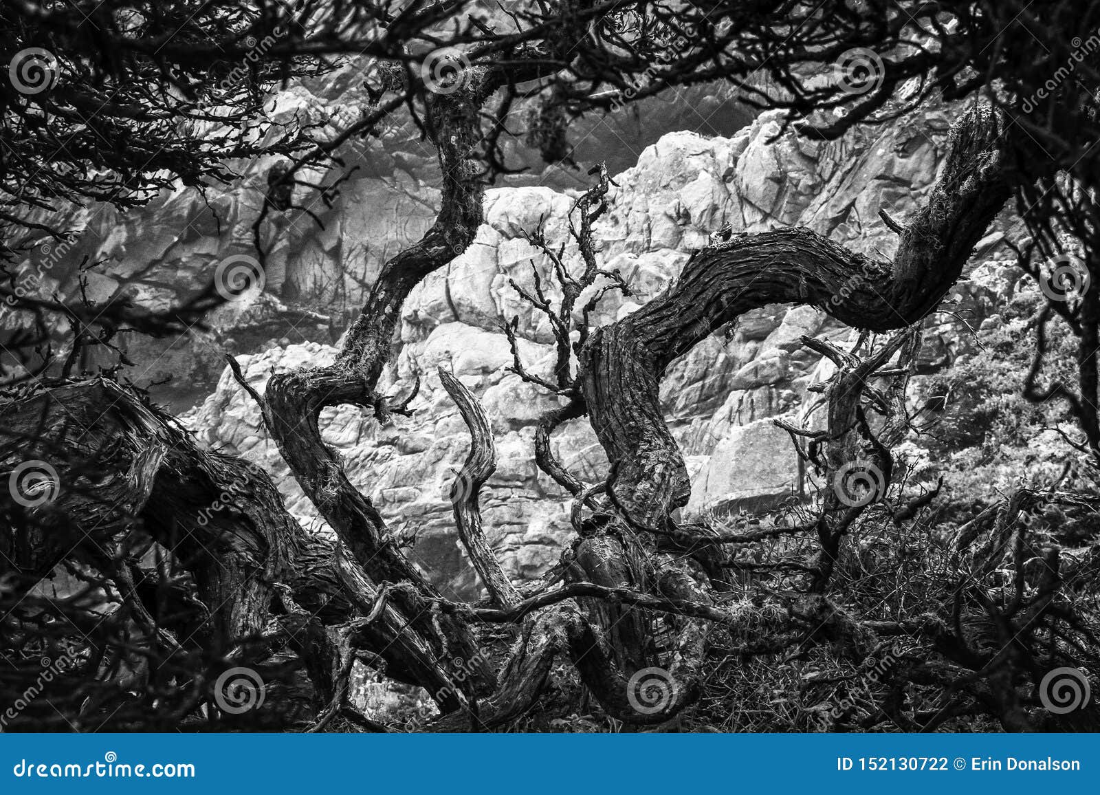 Twisted Cypress Tree Roots On A Coastal Cliff On Lands End Trail In San ...
