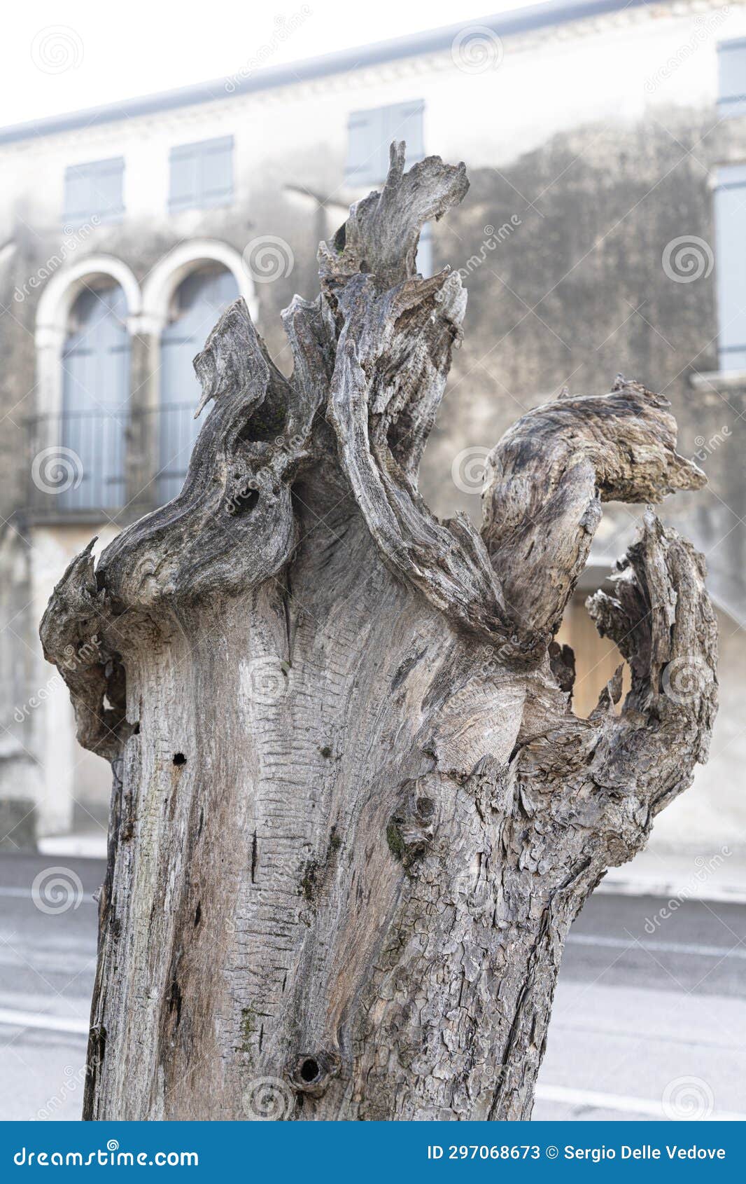 The Twisted Bark of an Old Tree Stock Image - Image of wild, landscape ...