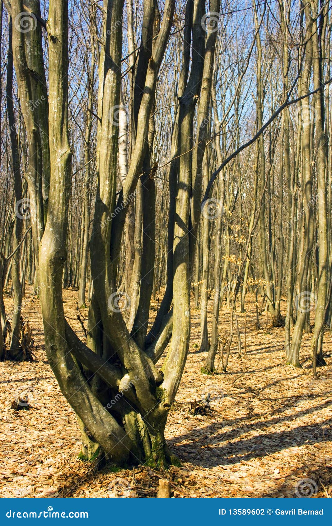 Twisted Beech Tree Trunk stock photo. Image of shank - 13589602