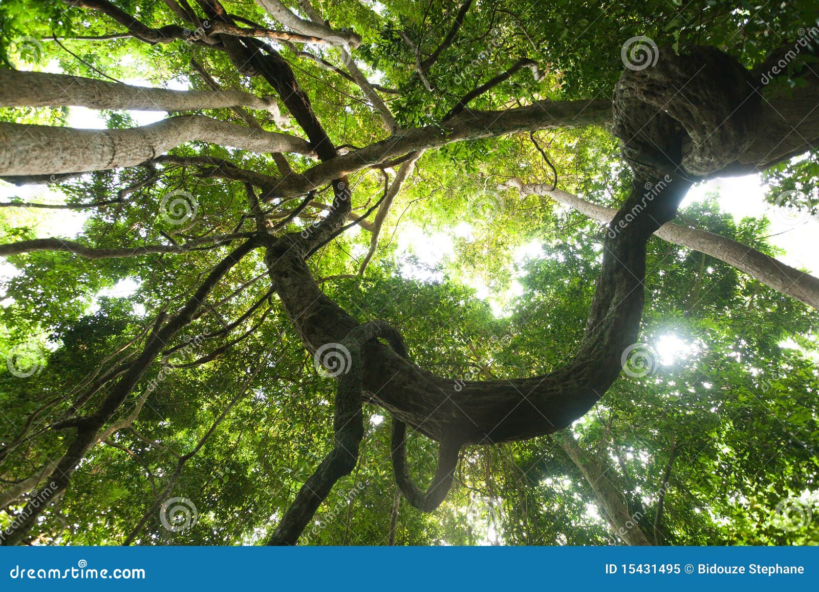 Twisted big vine stock image. Image of climbing, creeper - 15431495