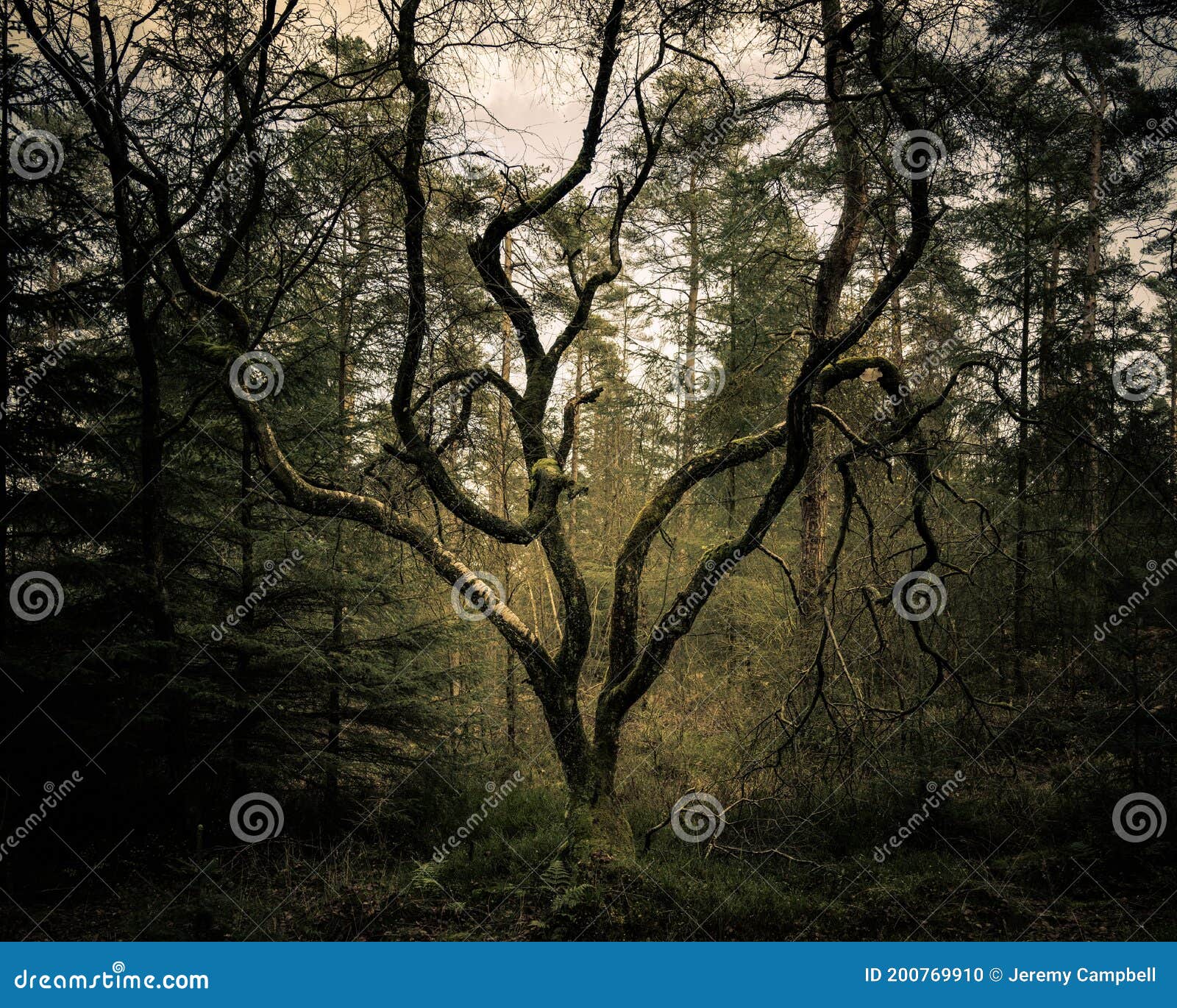 Twisted Birch Tree, Timble Ings Wood Stock Photo - Image of leaves ...