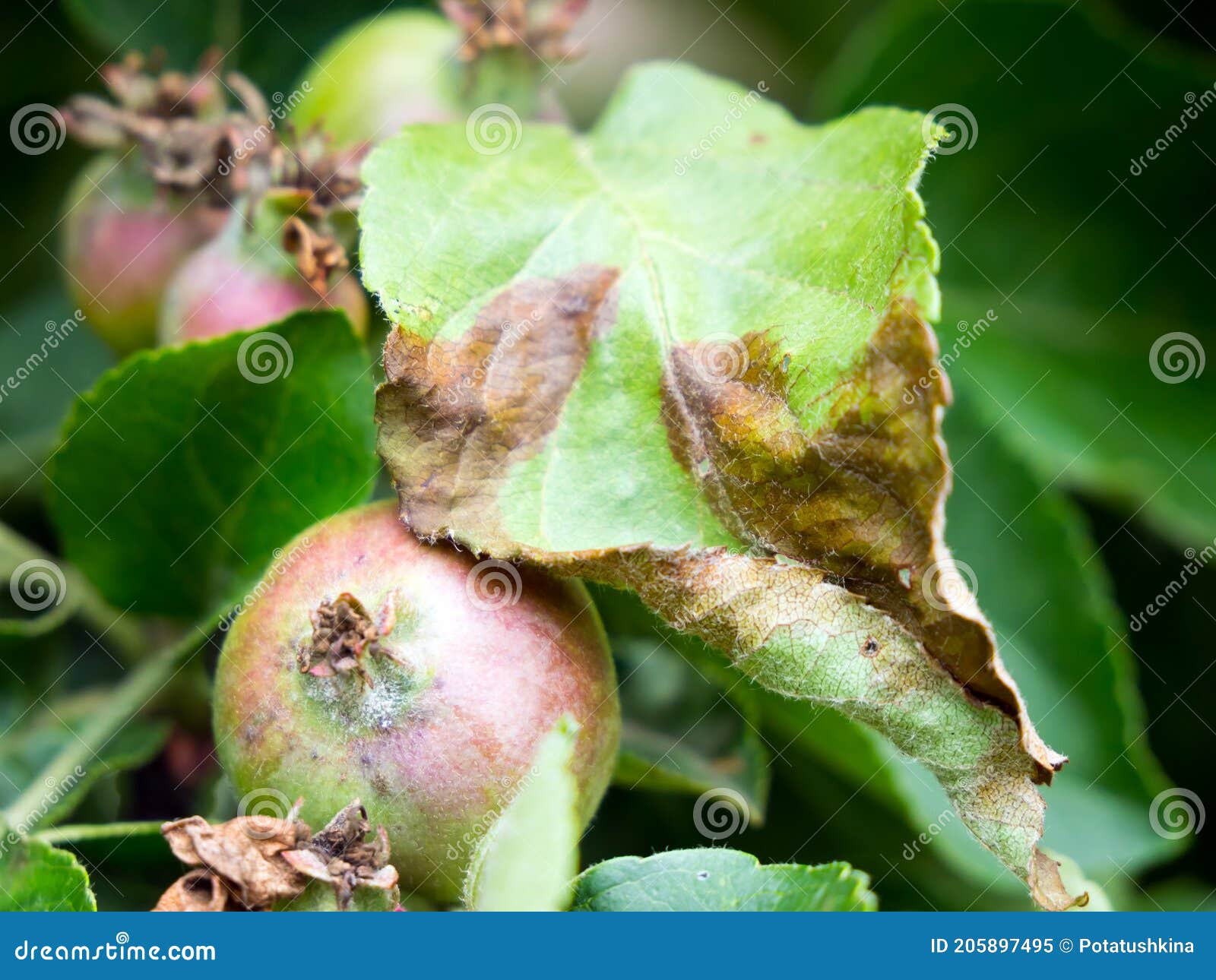 Twisted and Blackened Leaves on an Apple Tree Stock Image - Image of ...