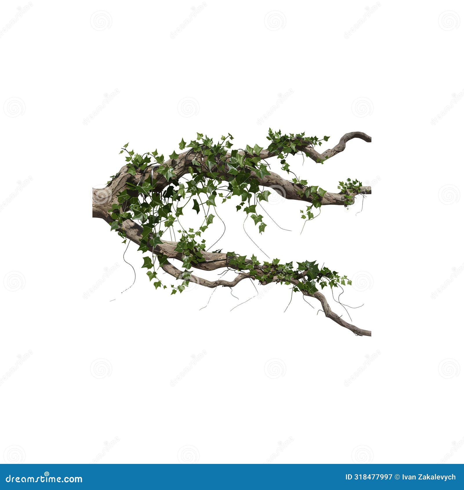 Twisted Branch with Ivy Leaves on White Background. Vector Illustration ...