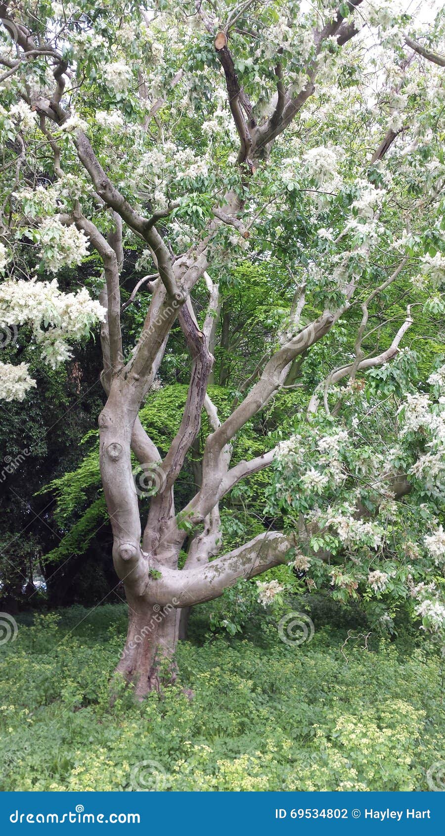 Twisted branches stock photo. Image of exposed, foliage - 69534802