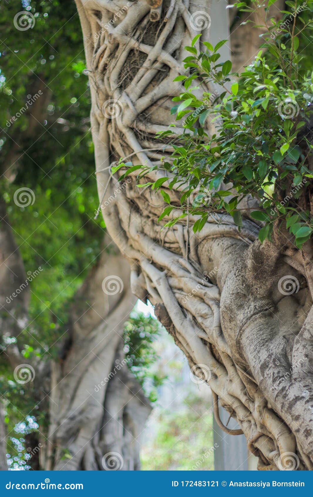 Twisted Branches of a Ficus Tree. Ficus Microcarpa is Tropical Tree ...