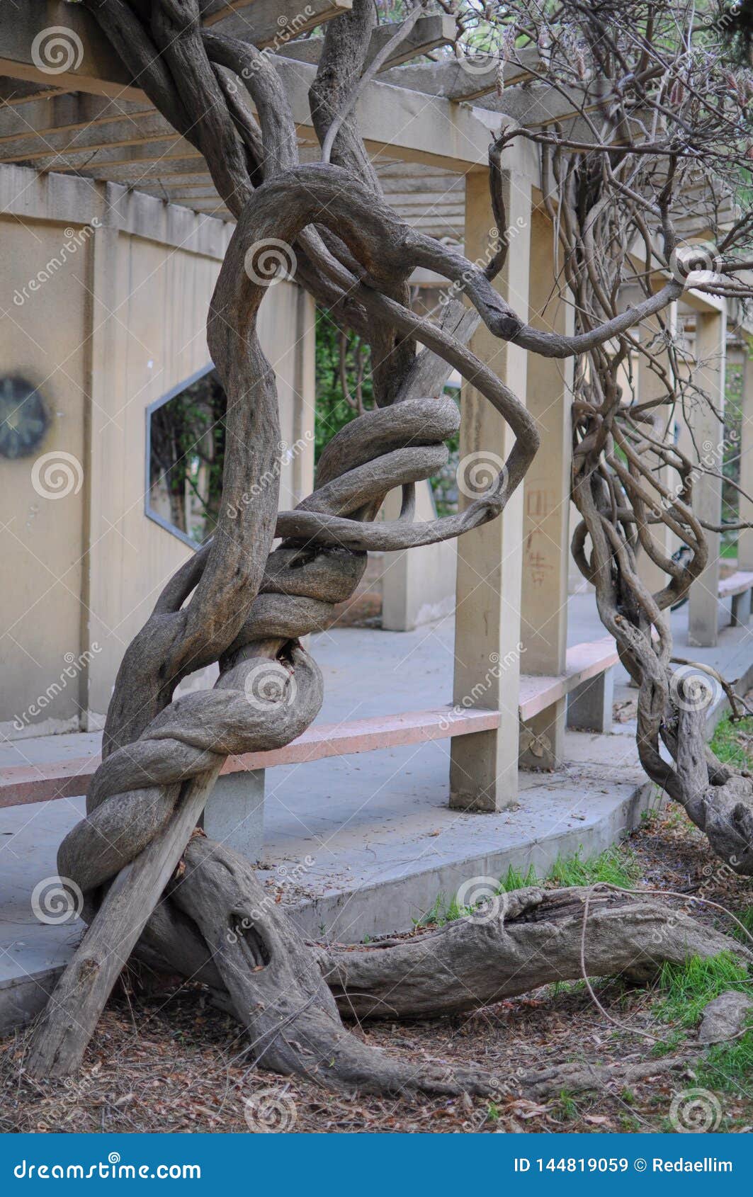 Twisted branches old tree stock image. Image of border - 144819059