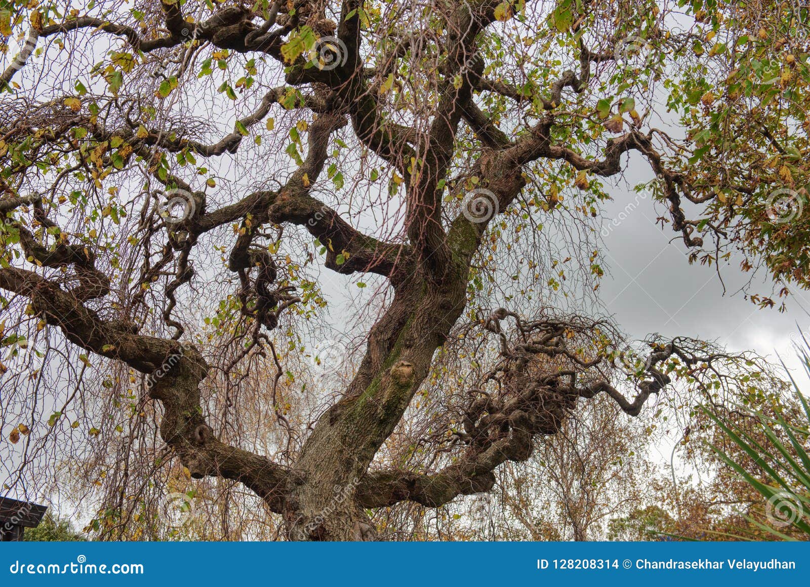 Twisted Branches of a Tree Against a Dull Sky Stock Photo - Image of ...