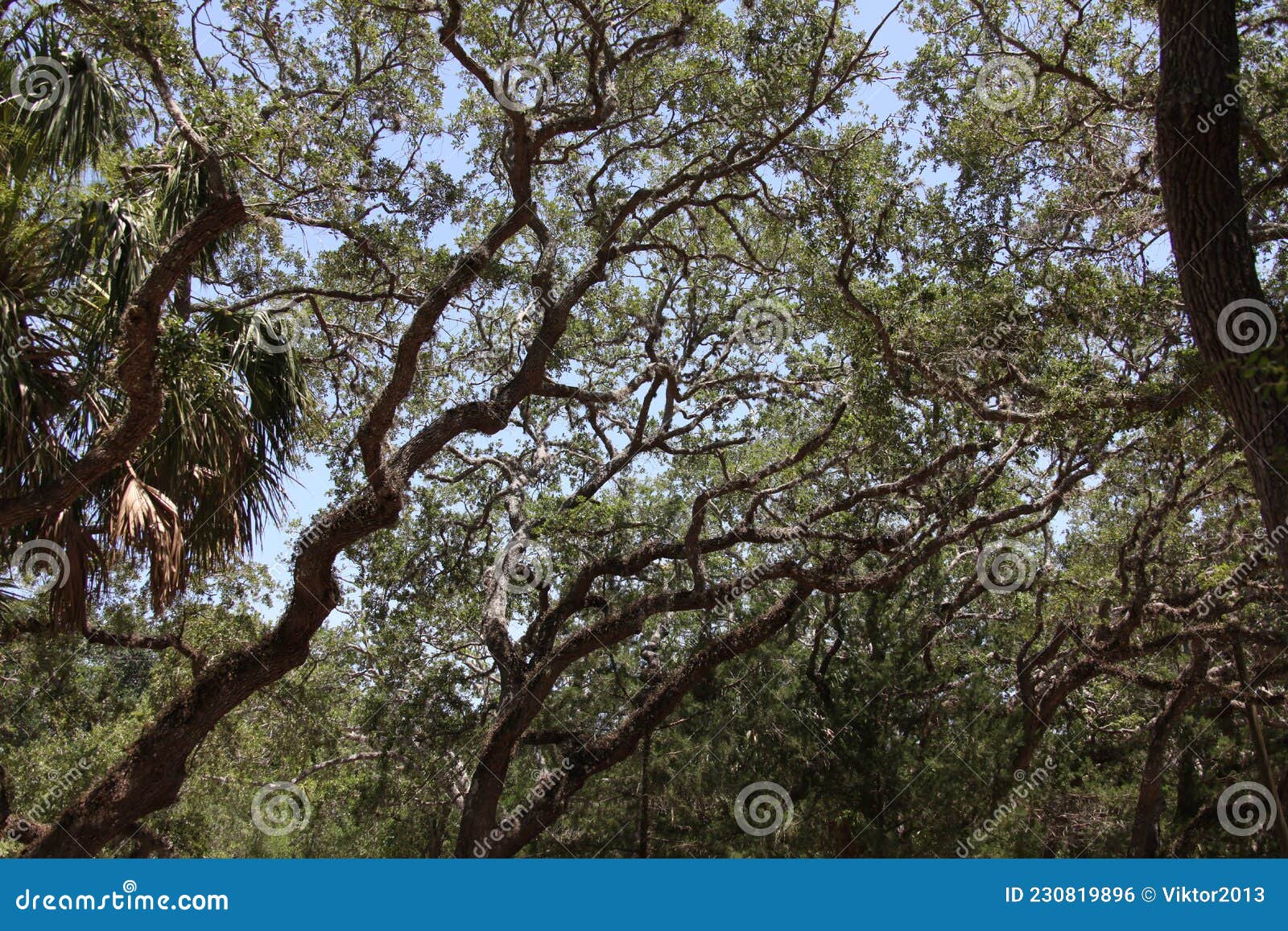 Crown of the trees stock photo. Image of environment - 230819896