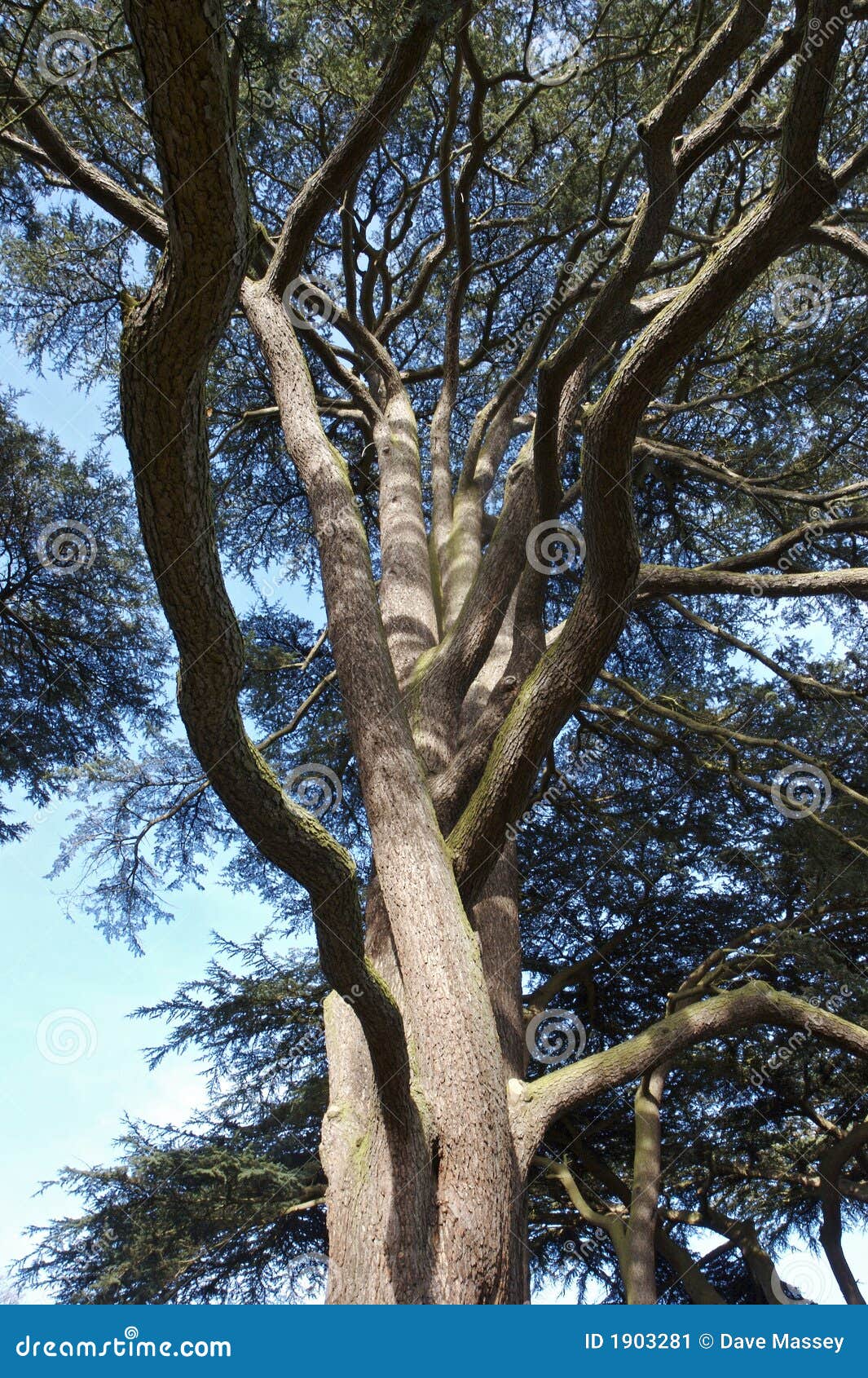 Twisted Branches of Yew Tree Stock Image - Image of twisting, woodland ...