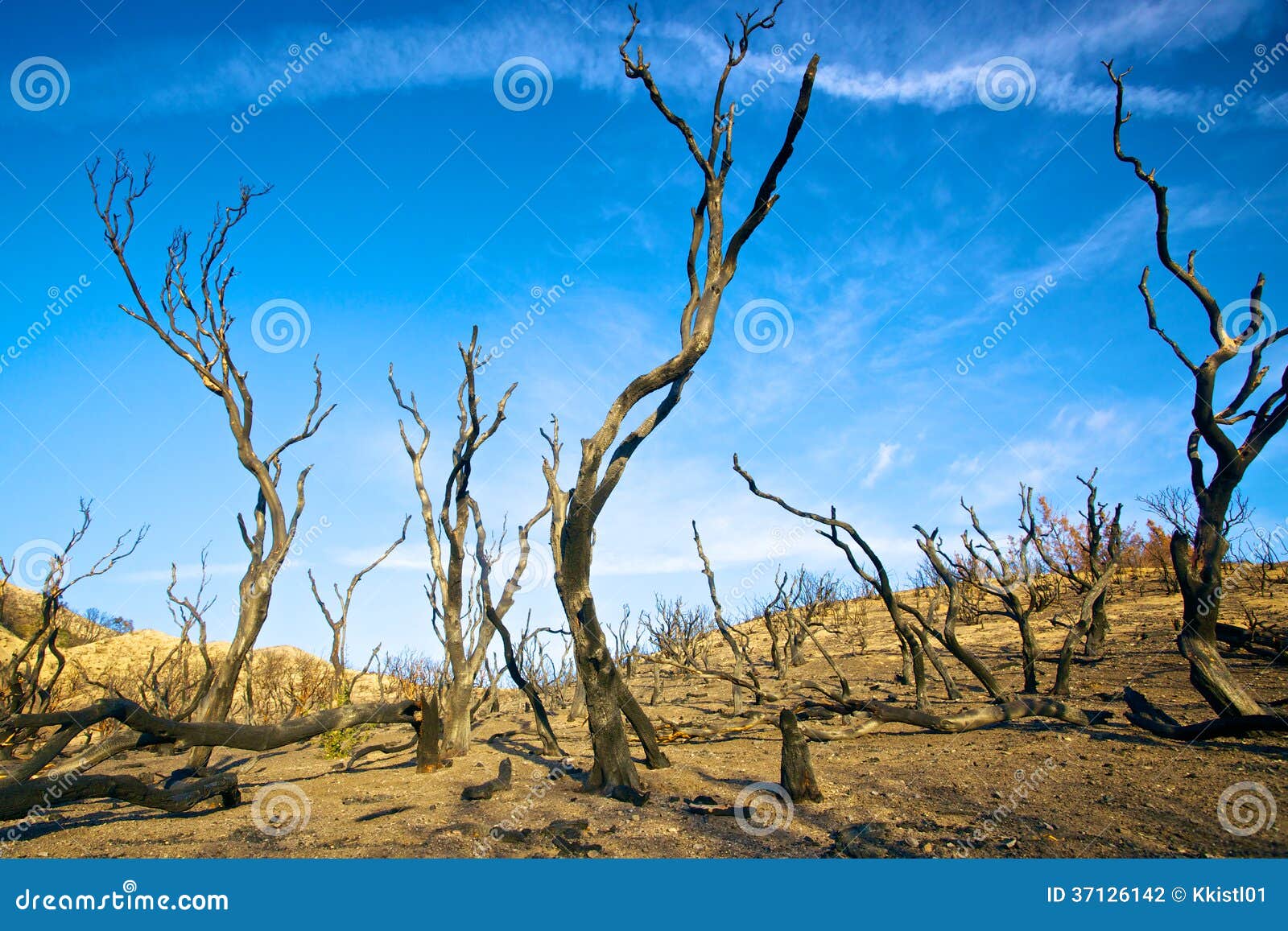 Twisted Burned Tree Trunks stock photo. Image of apocalypse - 37126142