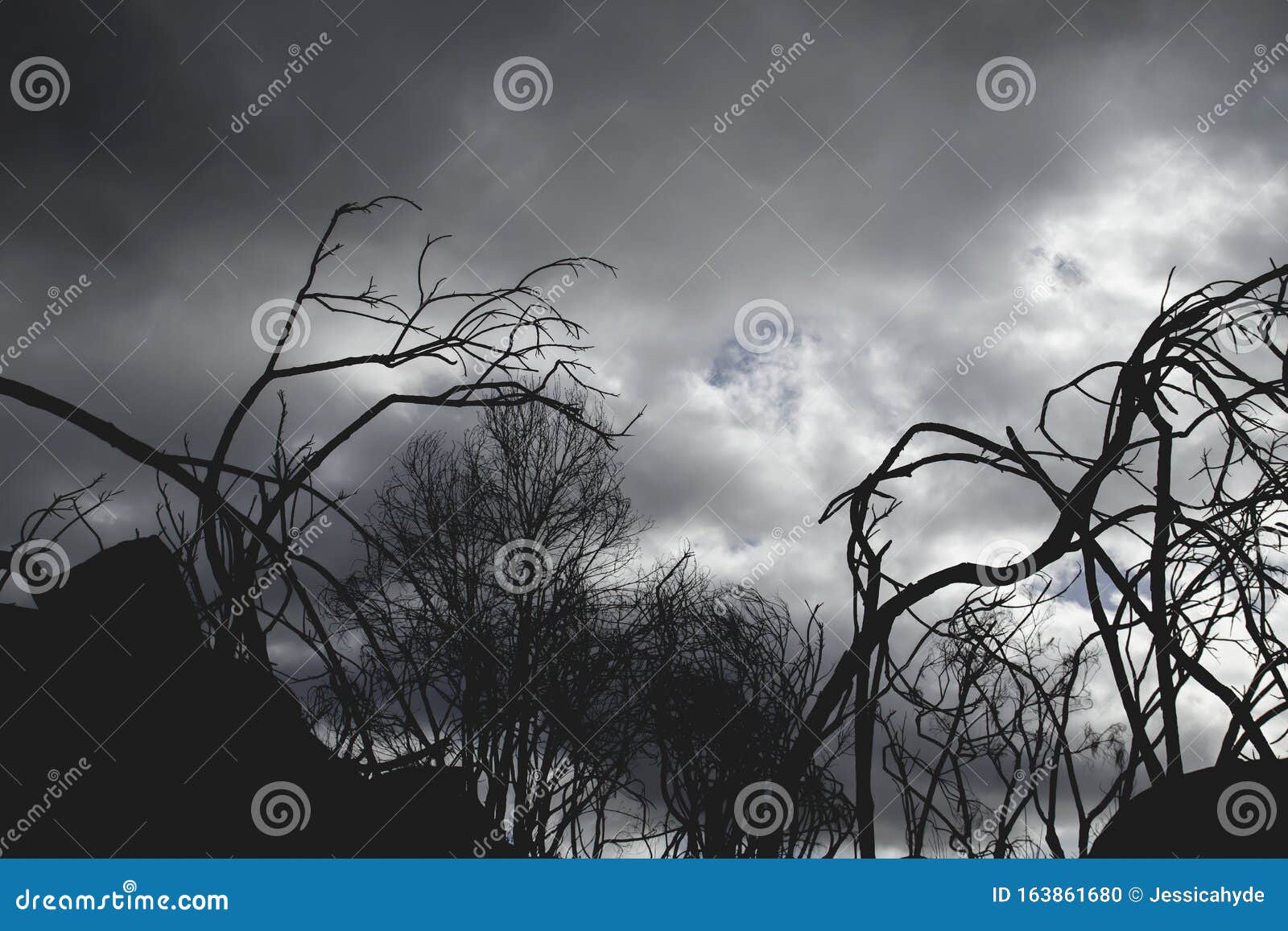 Burned trees stock photo. Image of ecology, disaster - 163861680