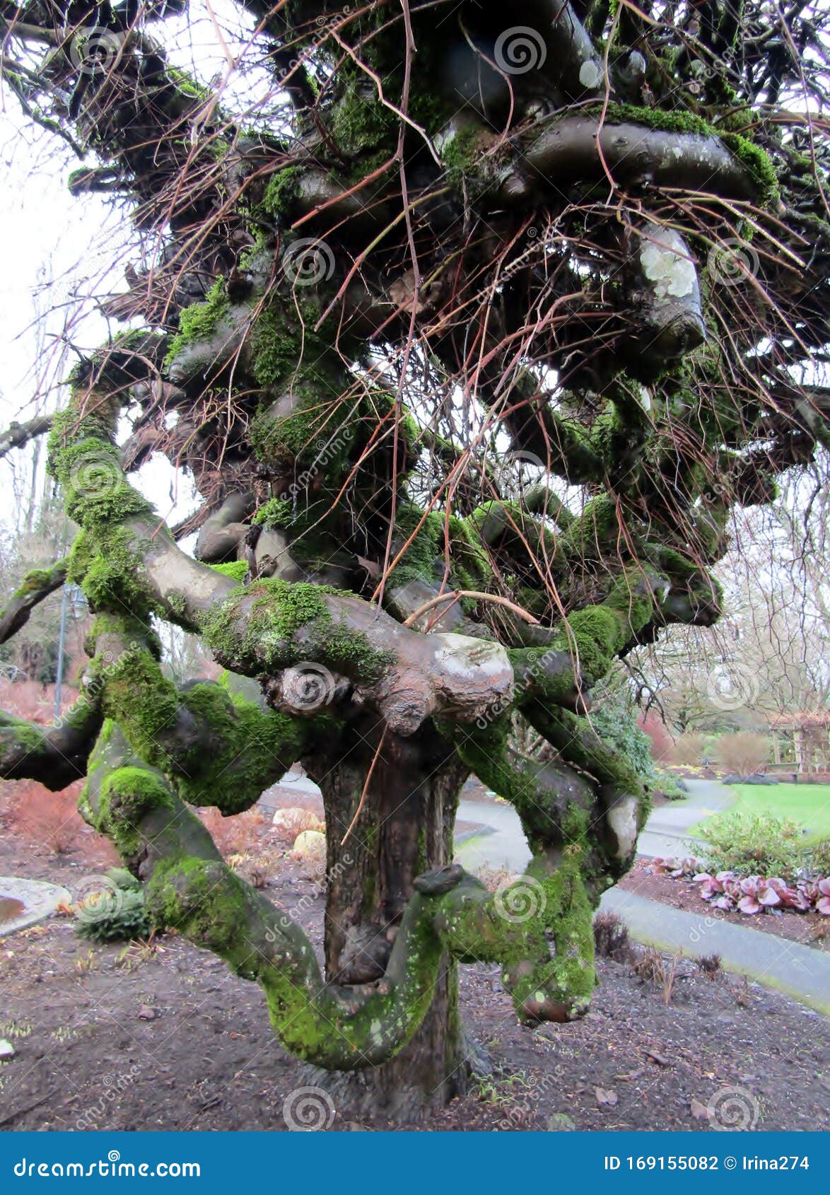 Twisted Camperdown Elm Tree Branches Covered with Moss Stock Photo ...