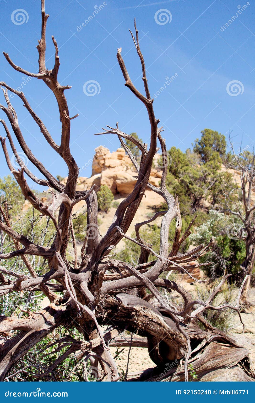 Old Dead Cedar Tree On Blue Sky Background Stock Image | CartoonDealer ...