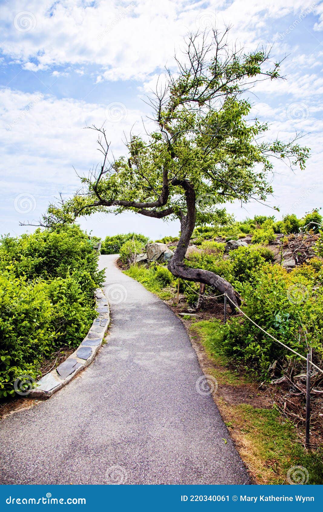 Twisted Cedar Tree Along the Rocky Coast of Maine on the Marginal Way ...