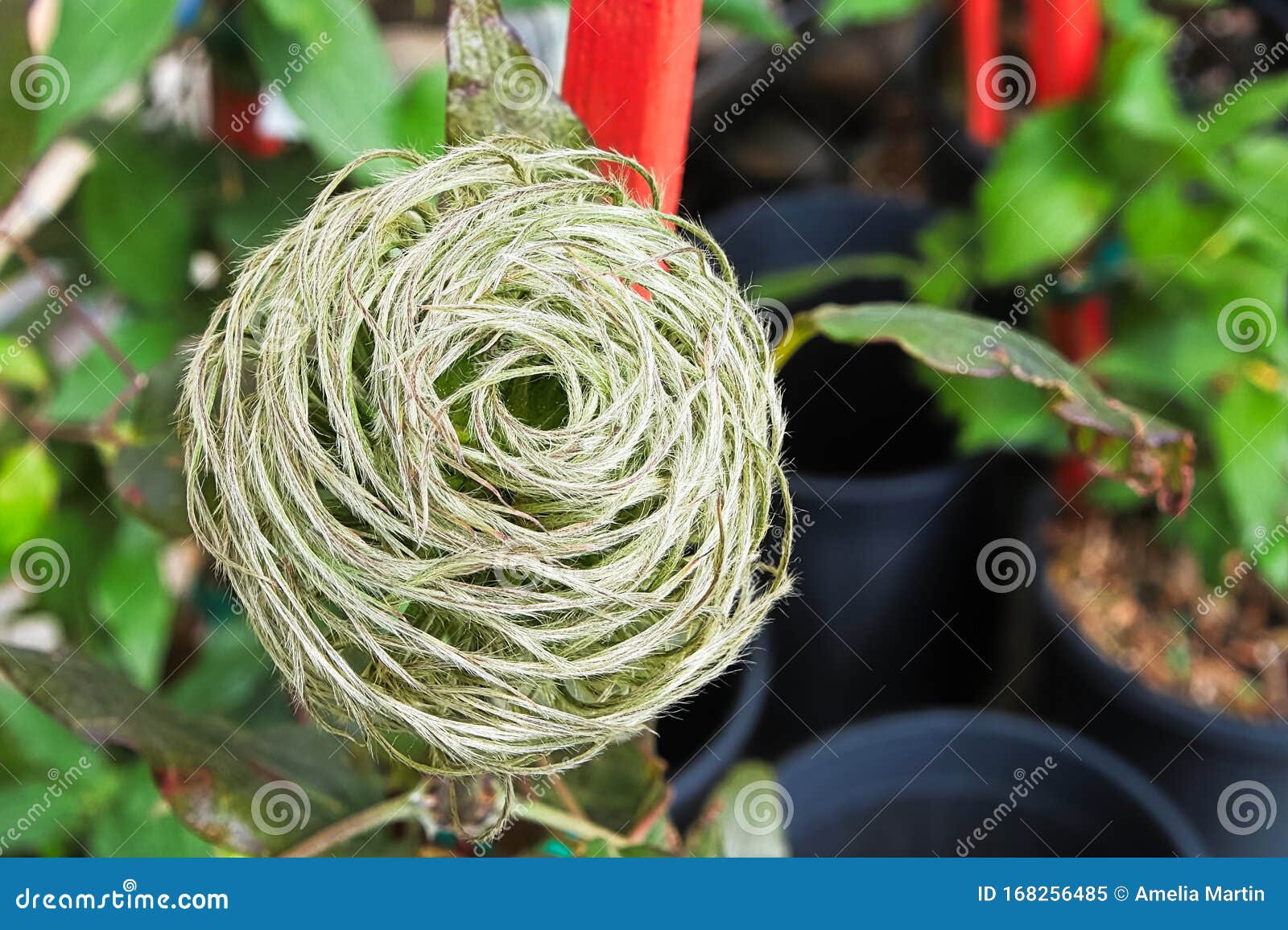 Twisted Clematis Flower Tufts at the End of Summer Stock Image - Image ...