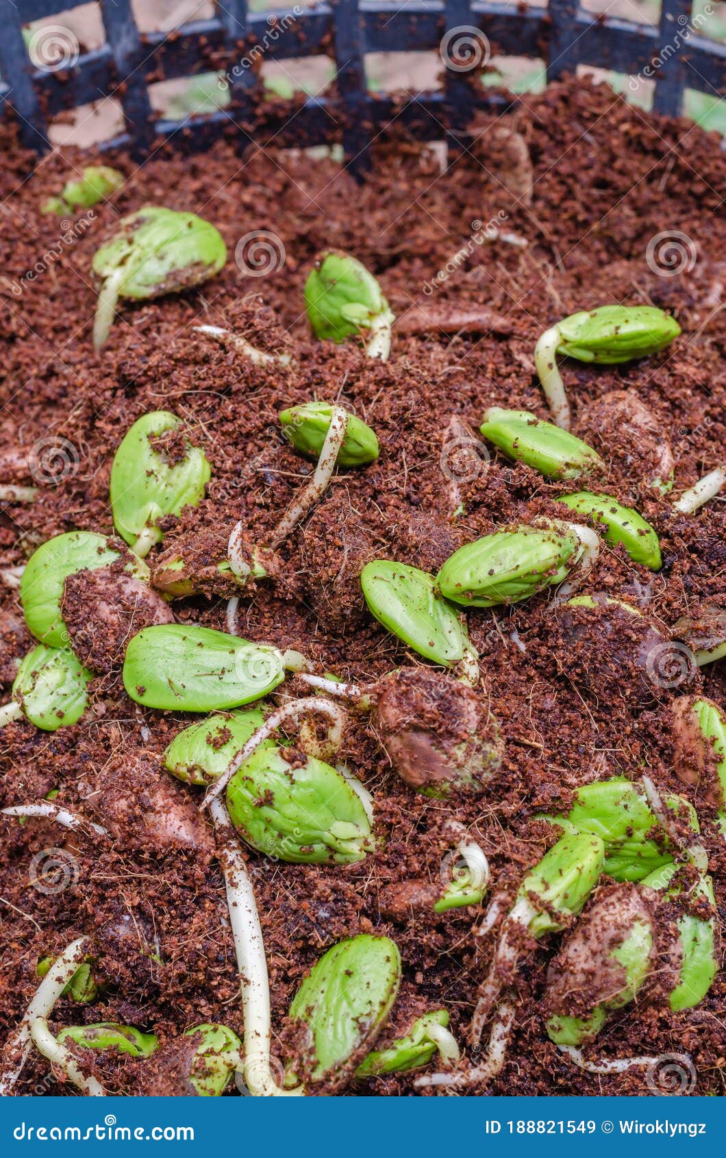 Twisted Cluster Bean Sprouts or Parkia Speciosa Growing in Soil Mixed ...