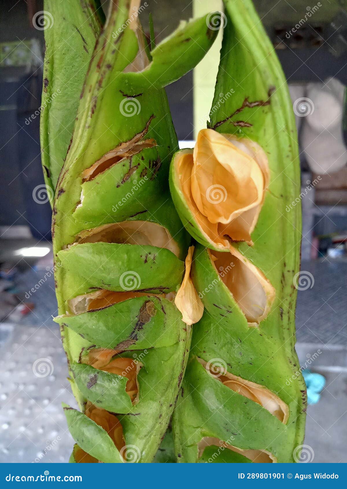 The Twisted Cluster Nut Have Just Been Peeled Stock Image - Image of ...