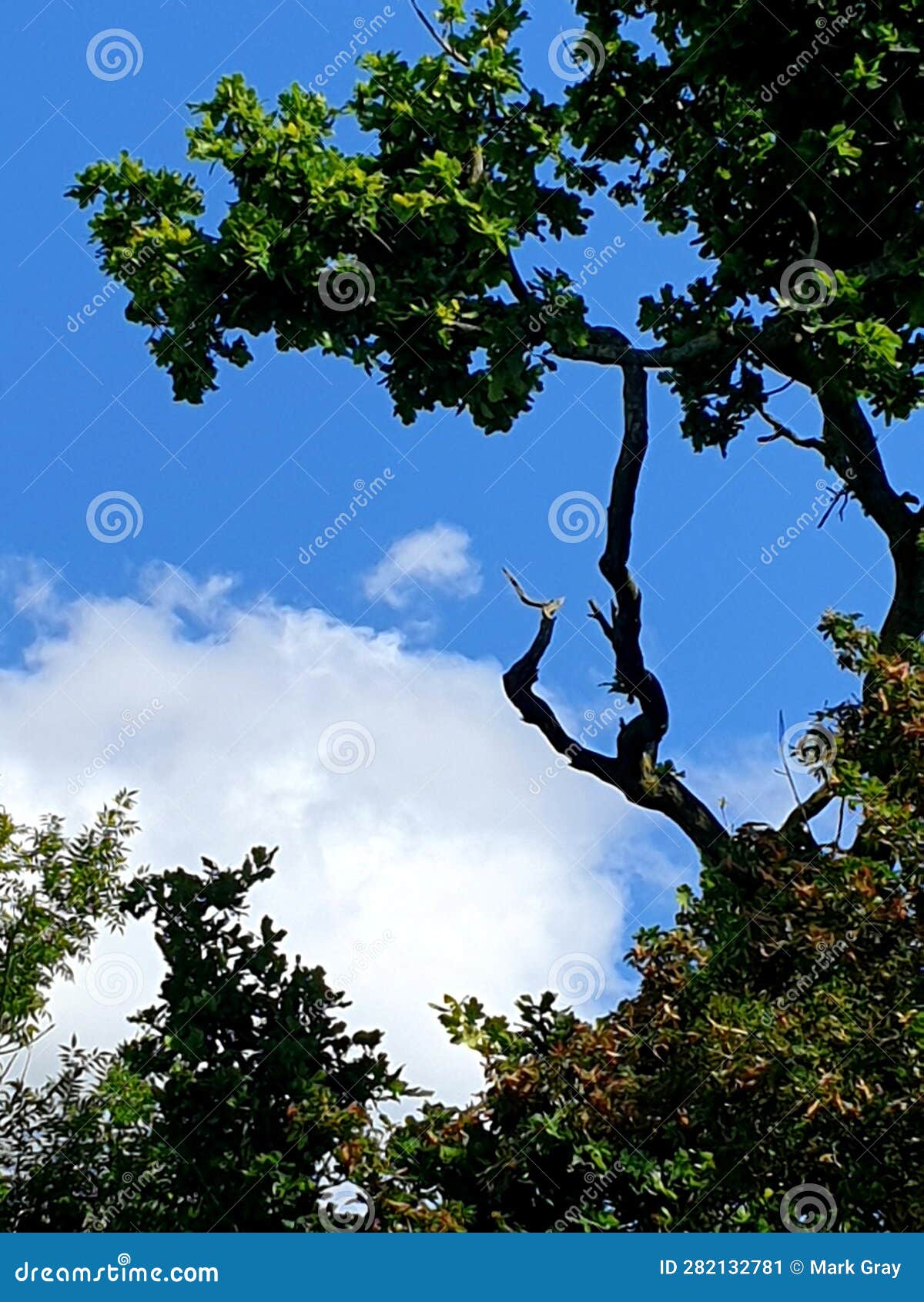 Dark Twisted Tree Branches in the Countryside Stock Image - Image of ...