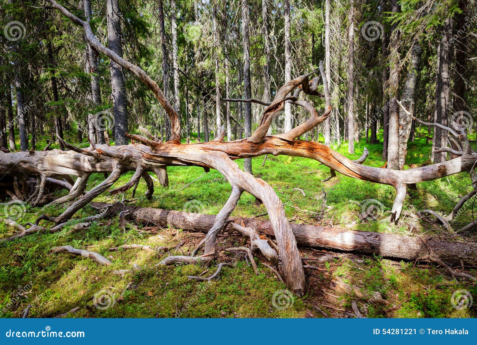 Twisted Dead Grey Tree in Mossy Green Forest Stock Image - Image of ...