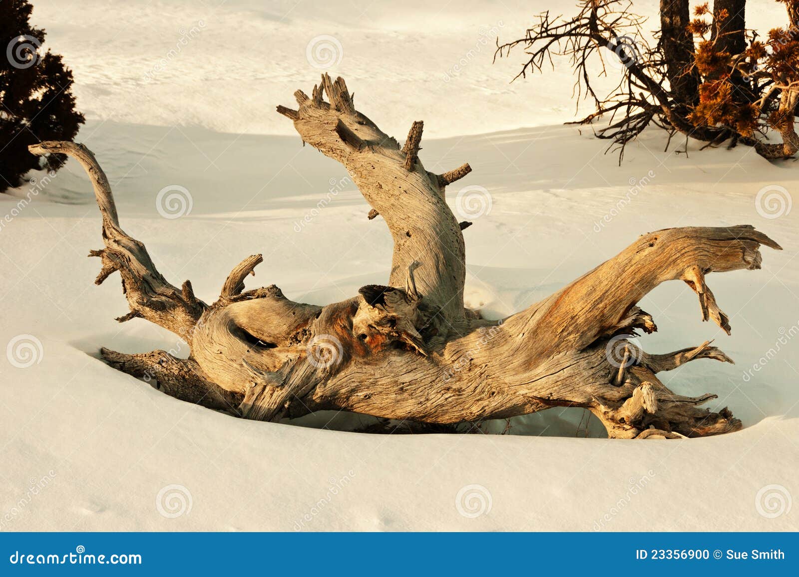 Twisted Dead Tree stock photo. Image of nature, trees - 23356900
