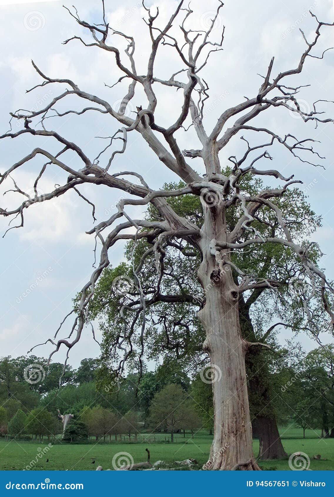 Twisted dead tree stock image. Image of nature, britain - 94567651