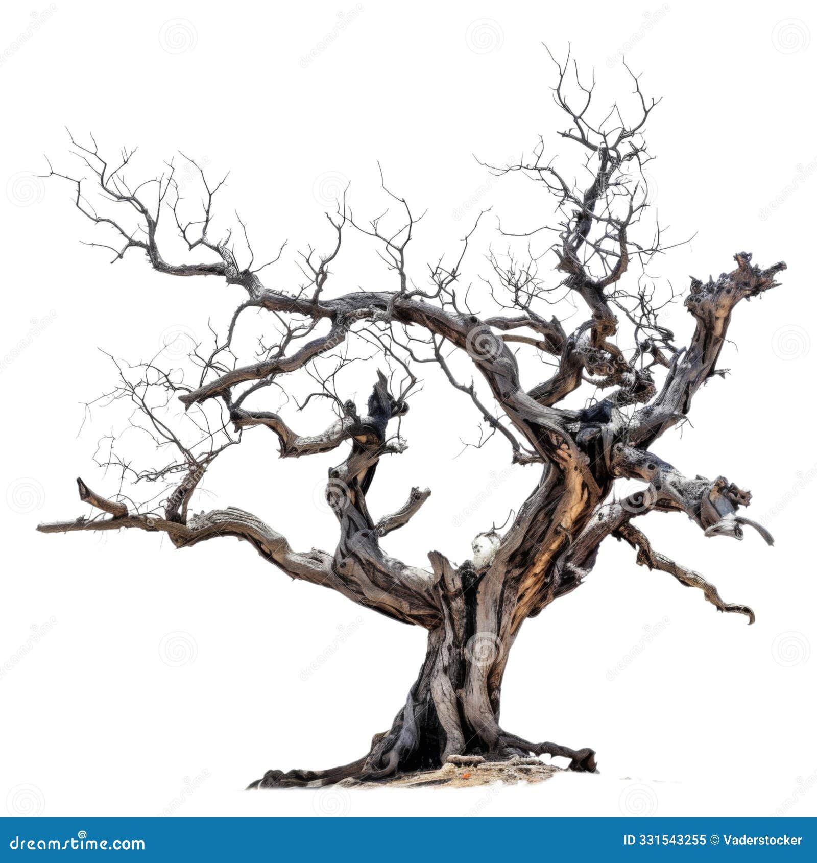 A Twisted, Dead Tree Standing Stock Illustration - Illustration of ...