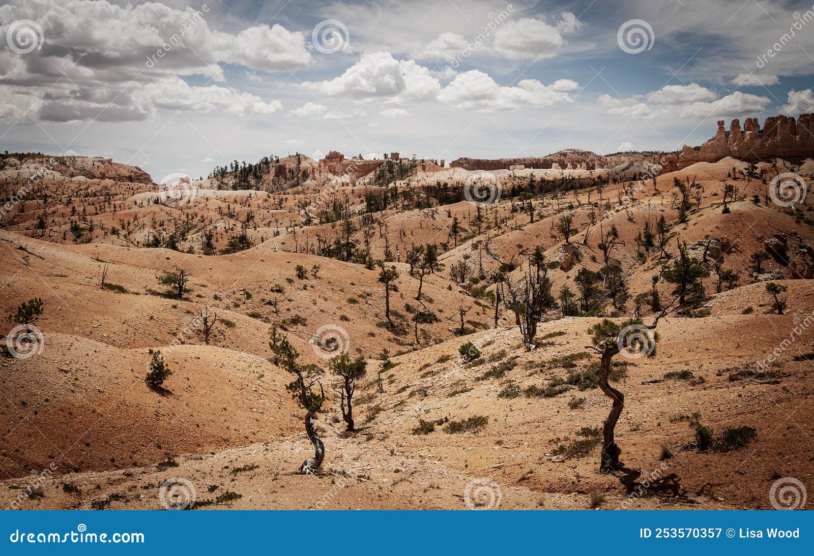 Twisted Desert Pines in Bryce Canyon Stock Image - Image of loop, arid ...