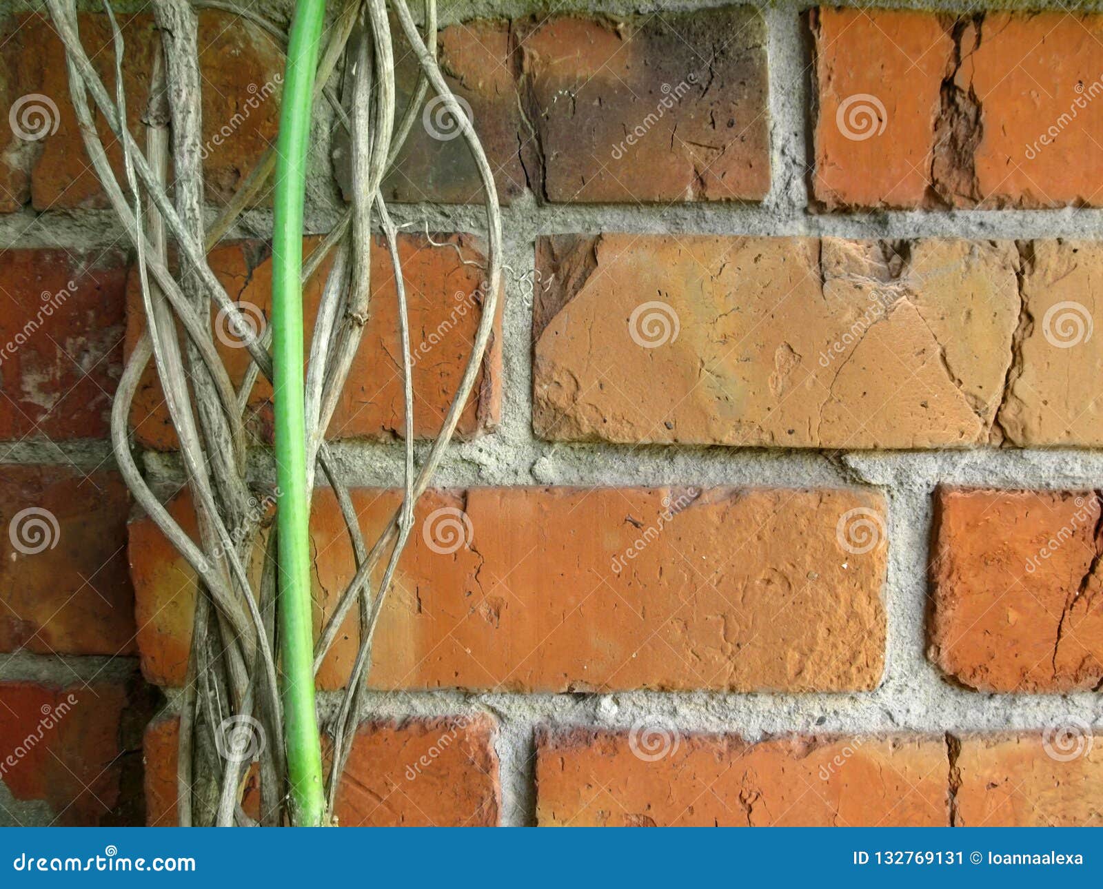Twisted Dry Branches of the Vine from the Side Against the Orange-red ...
