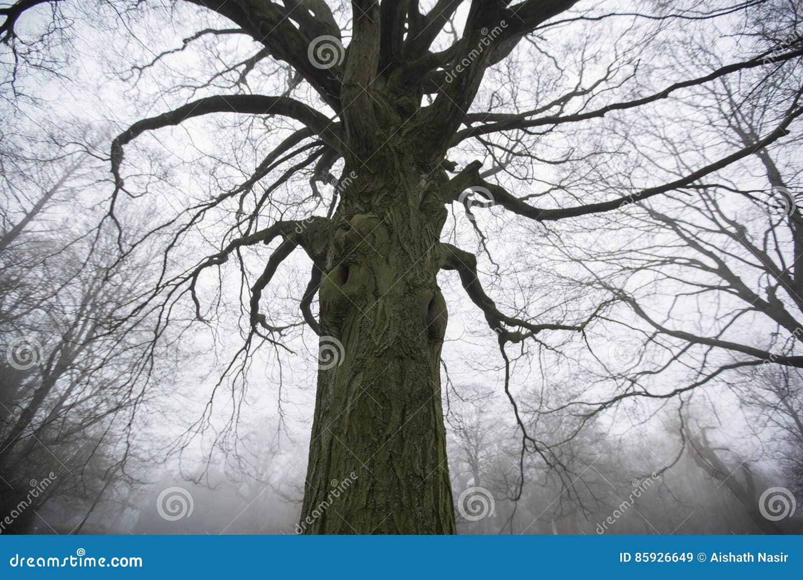 Twisted, eerie tree stock image. Image of hollow, tranquil - 85926649