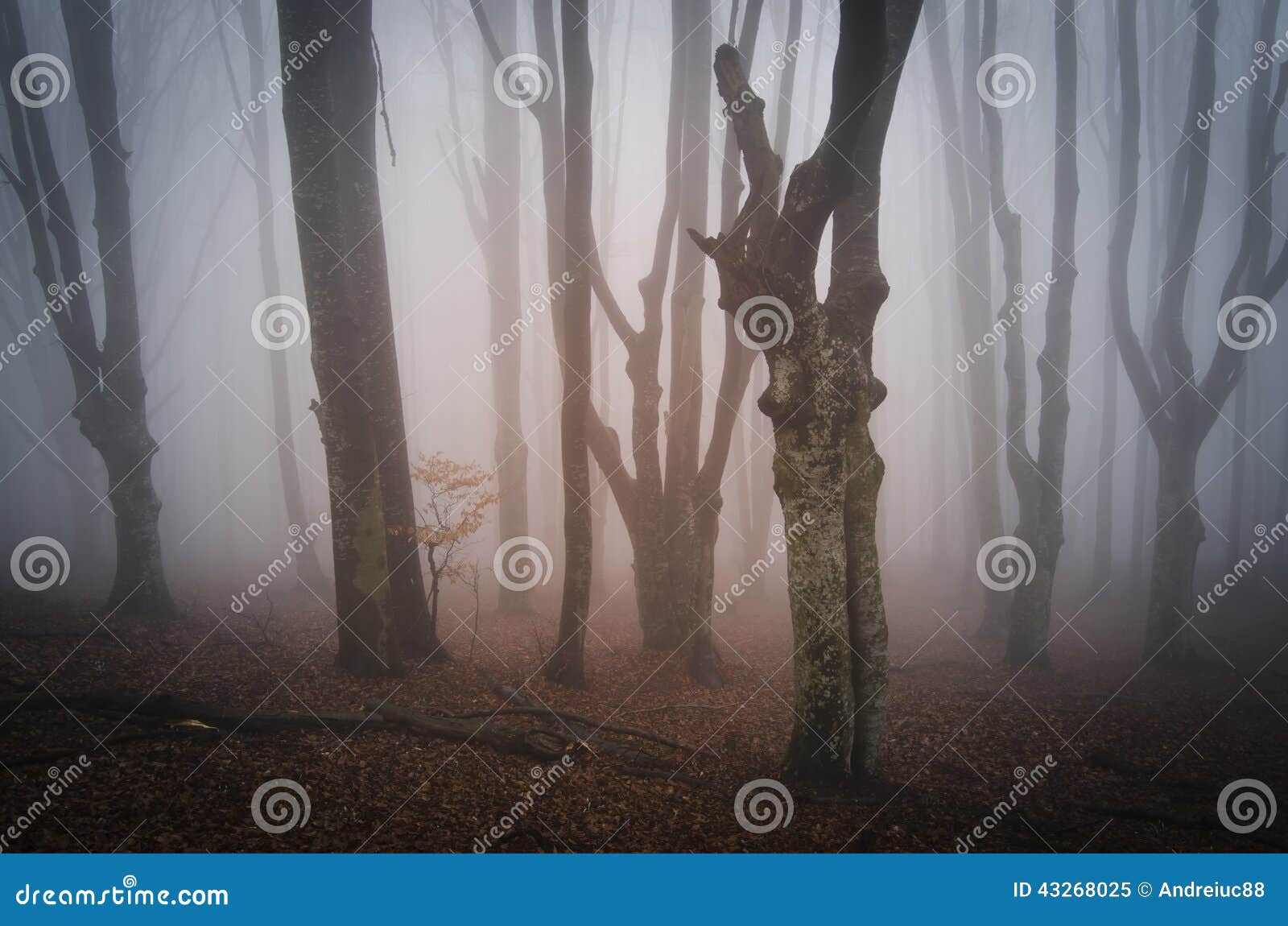 Twisted Enchanted Trees in a Mysterious Forest Stock Image - Image of ...
