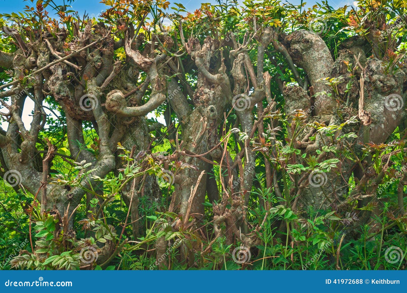 Twisted Entwined Hedgerow,Trees Stock Photo - Image of brown, scene ...