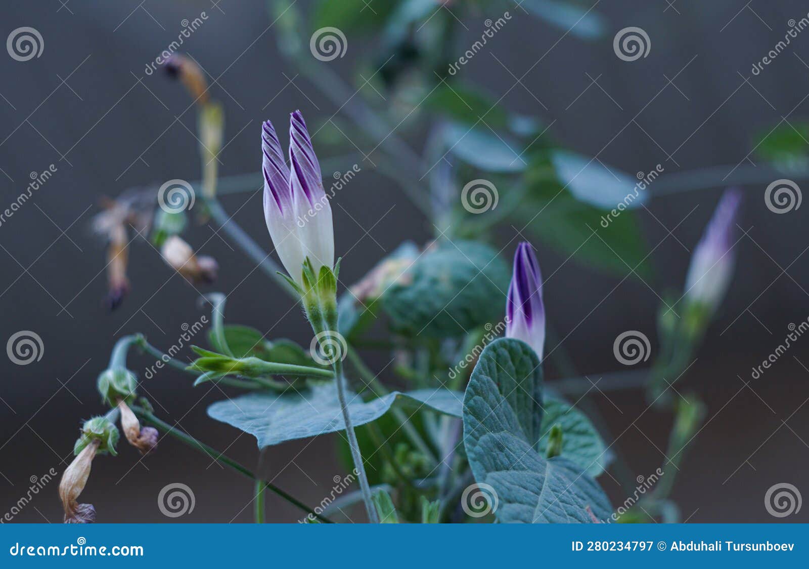 Twisted flower buds stock image. Image of leaf, garden - 280234797